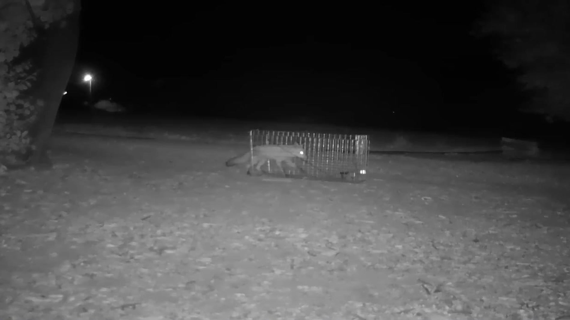 Possum Trap - Wire Animal Trap. Melbourne, Australia. | Chain.com.au