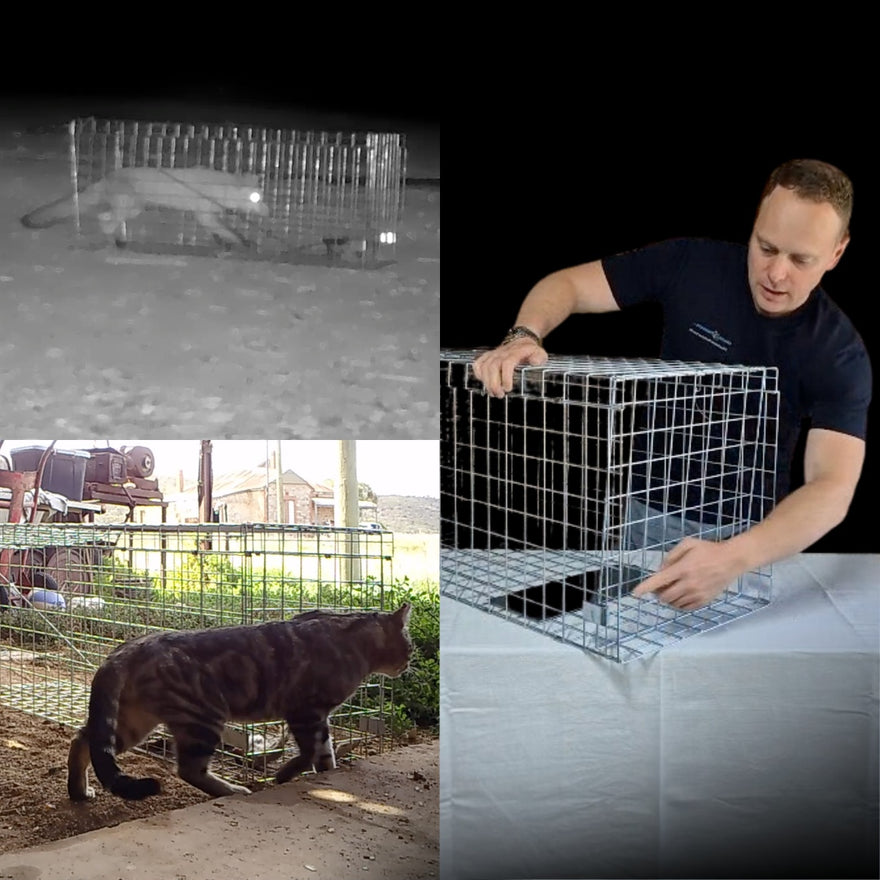 Fox Trap / Feral Cat Trap - Wire Animal Traps. Australia | Chain.com.au
