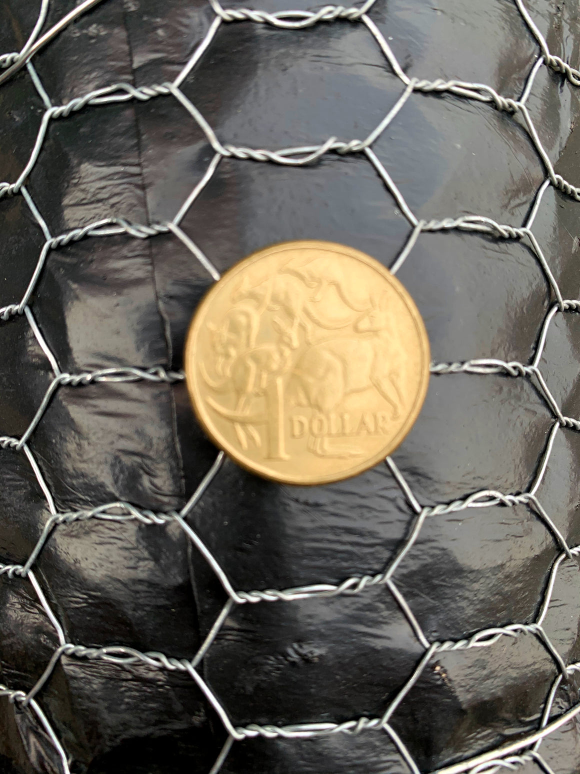 Chicken Wire / Aviary Mesh 30m Roll. Various sizes. Australia. | Chain ...